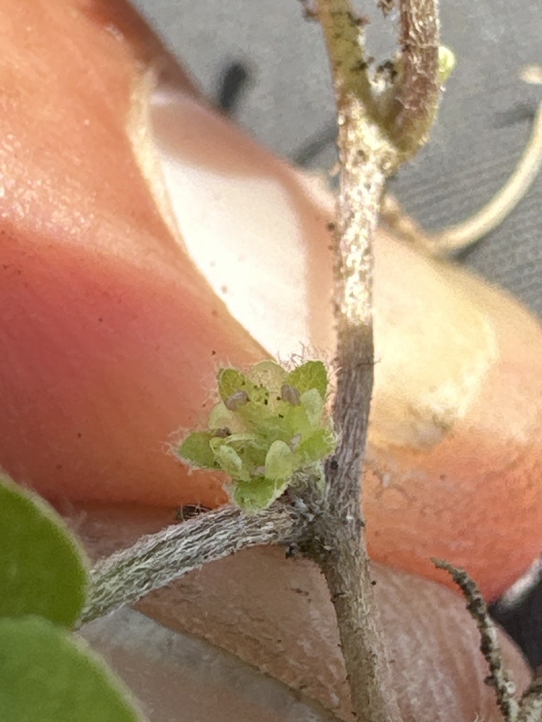 kidney weed from Atlangatepec, MX-TL, MX on October 21, 2023 at 12:09 ...