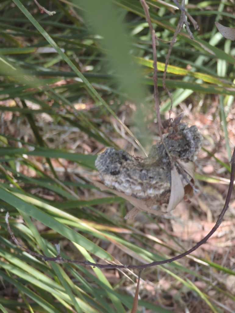 Insects from Bellara QLD 4507, Australia on October 22, 2023 at 01:07 ...