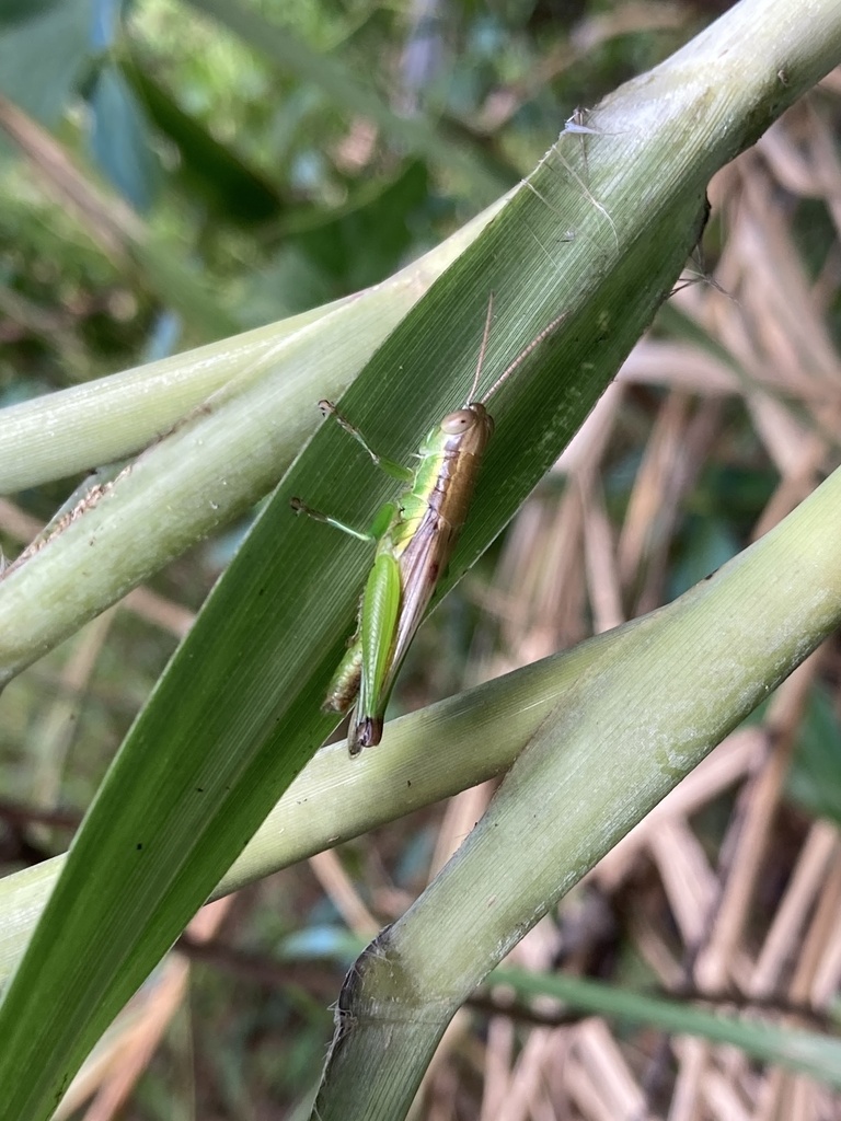 Chinese rice grasshopper in October 2023 by w o · iNaturalist