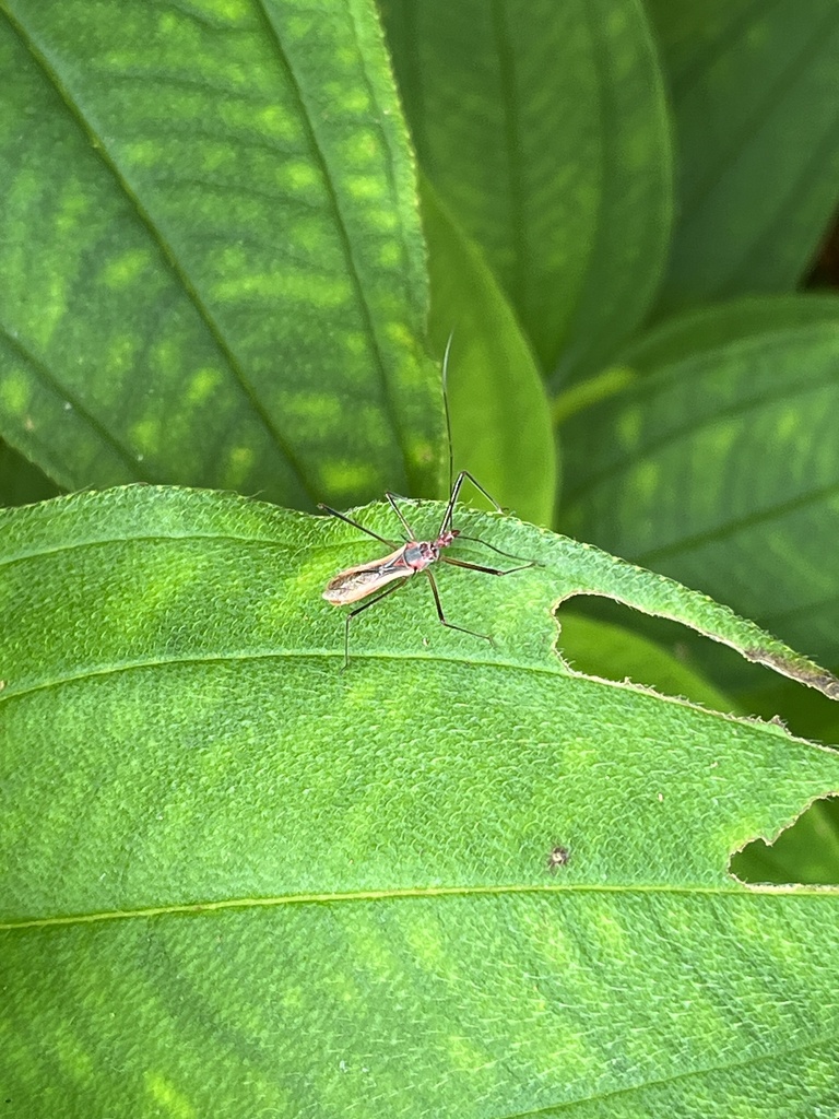 Euagoras plagiatus in October 2023 by Nakatada Wachi · iNaturalist