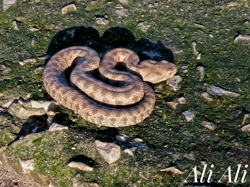 Large Palearctic Vipers (Macrovipera) - Snakes and Lizards