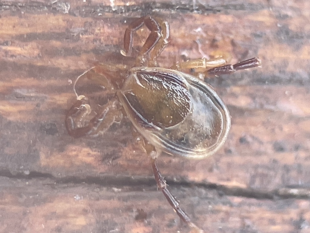 Australian Paralysis Tick from Aslings Beach Rd, Eden, NSW, AU on ...