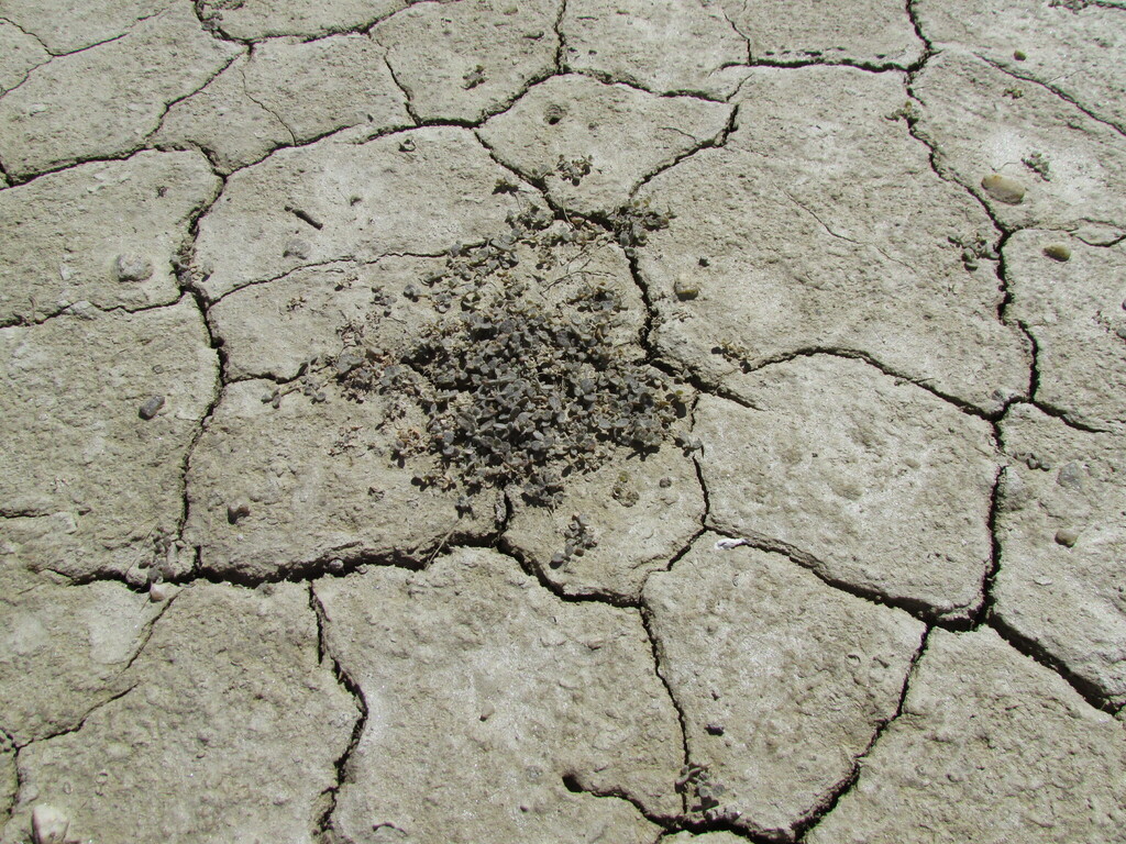 Atriplex buchananii in October 2023 by ian dench. Mahaka Katia ...