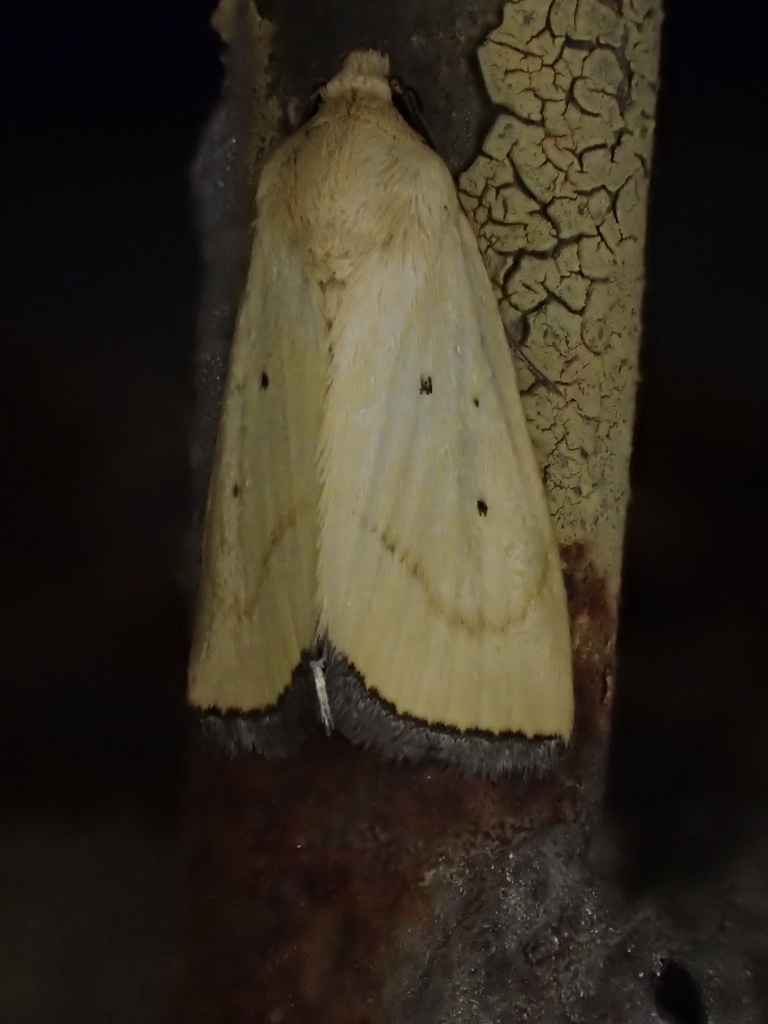 Lemon Moths from FM-1017, San Isidro, TX, US on October 21, 2023 at 08: ...