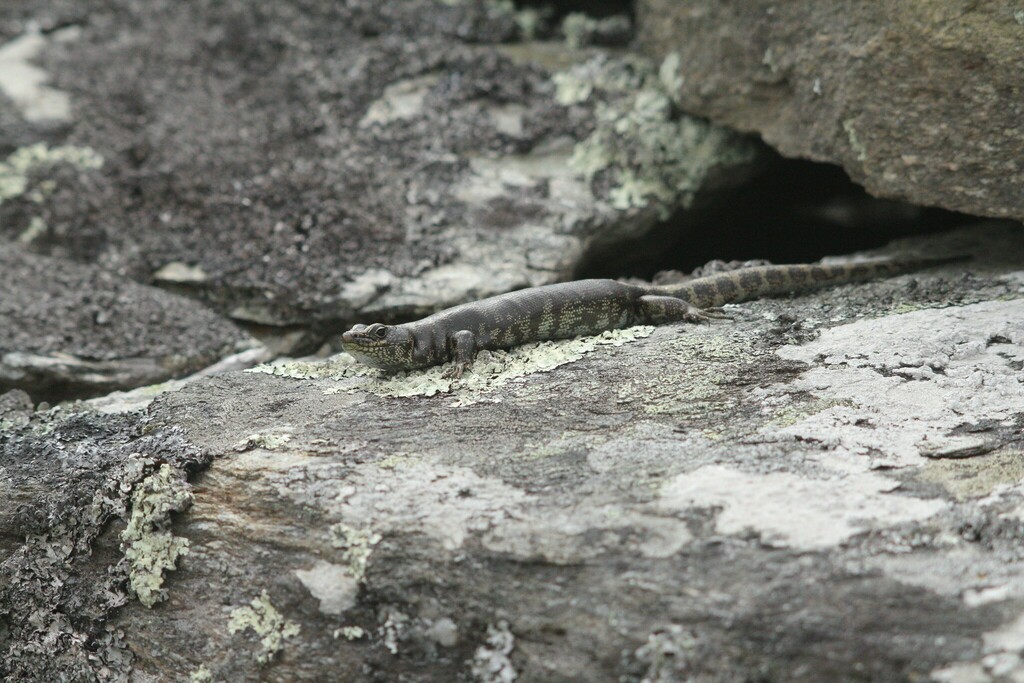 Otago Skink in January 2021 by Pierre Tellier · iNaturalist