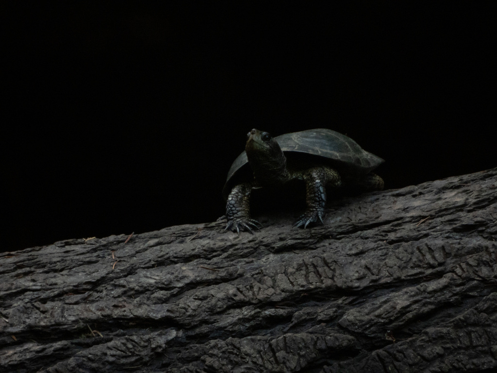 Northwestern Pond Turtle from Arcata, CA, USA on October 21, 2023 at 04 ...