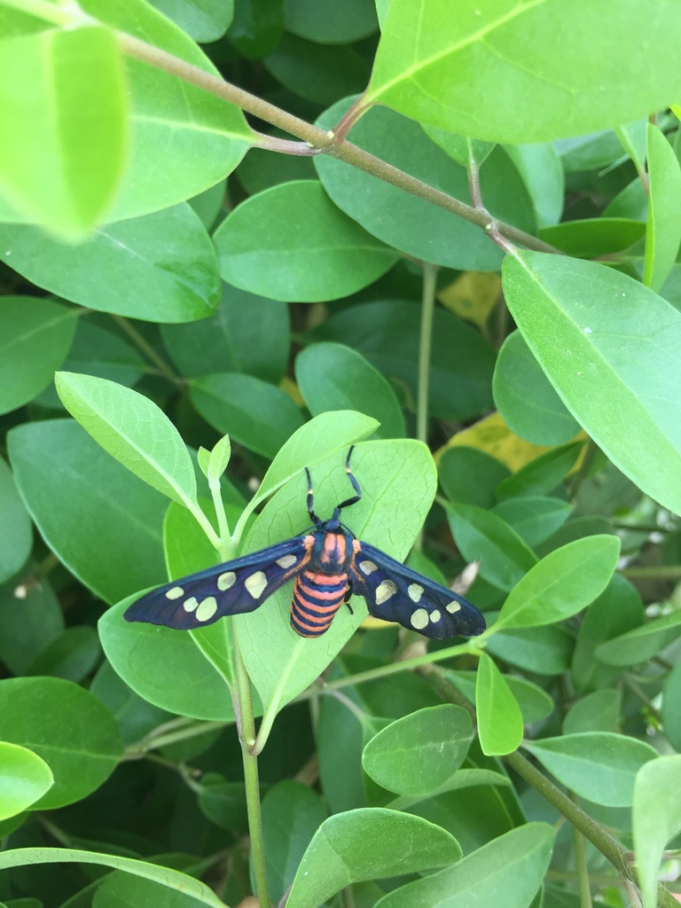 sandalwood defoliator from Rajgir, Nalanda, BR, IN on October 22, 2023 ...