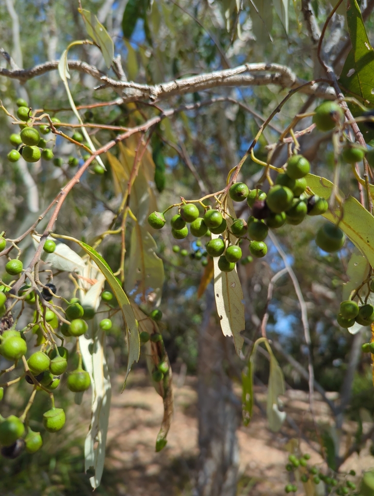 Red Ash from Bellara QLD 4507, Australia on October 22, 2023 at 02:01 ...