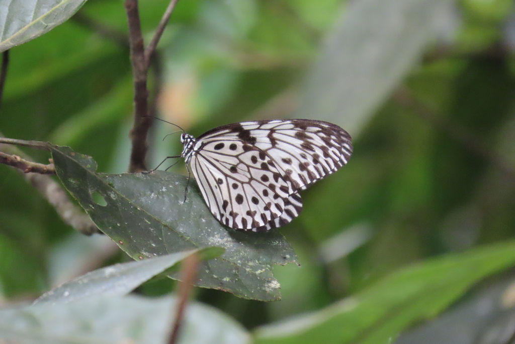 Ceylon Tree Nymph in June 2023 by aimee · iNaturalist