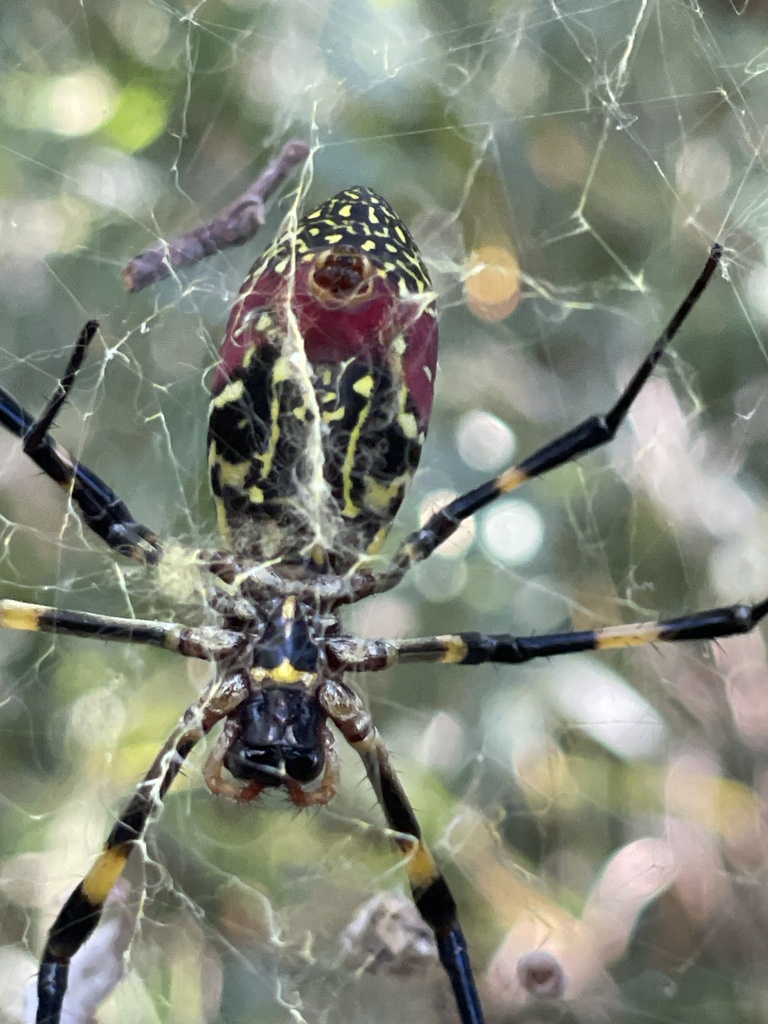 Joro Spider from Yatsucho, Kanazawa, Yokohama, Kanagawa, JP on October ...