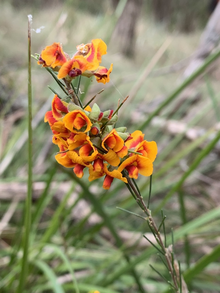 grey parrot pea from South Ward, Wallan, VIC, AU on October 22, 2023 at ...
