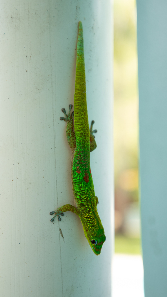 Gold Dust Day Gecko from Paopao, Moorea-Maiao, French Polynesia on ...