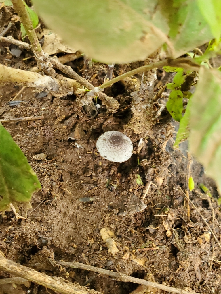 Skullcap Dapperling from 40678 Gro., México on October 18, 2023 at 10: ...