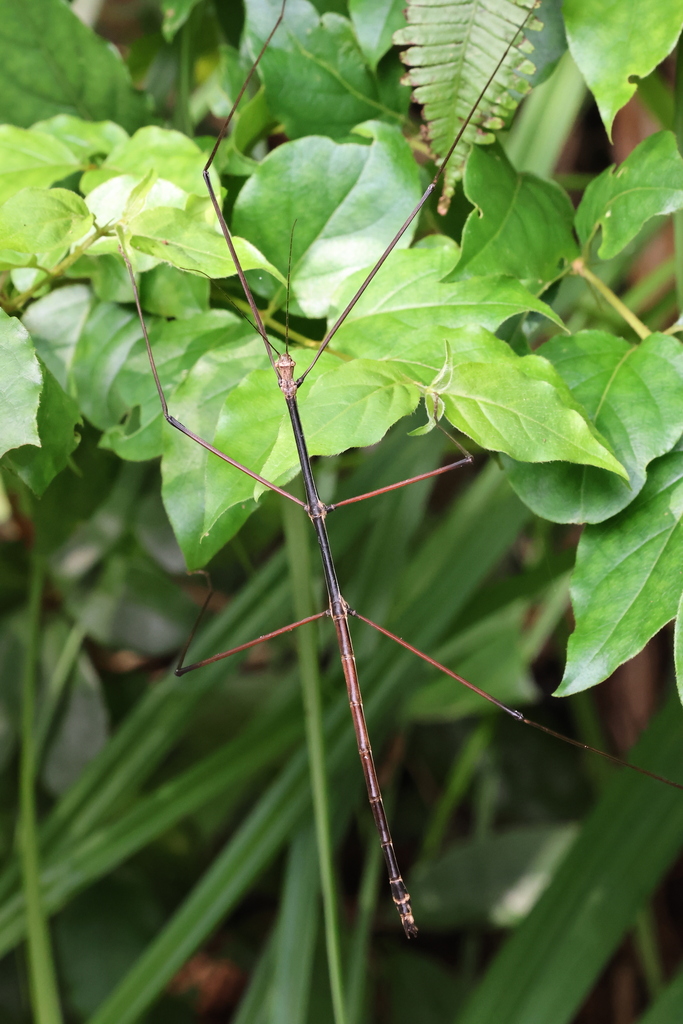 Ramulus caii from 中国广东省深圳市龙华区 on July 23, 2023 at 04:42 PM by Luxirty ...