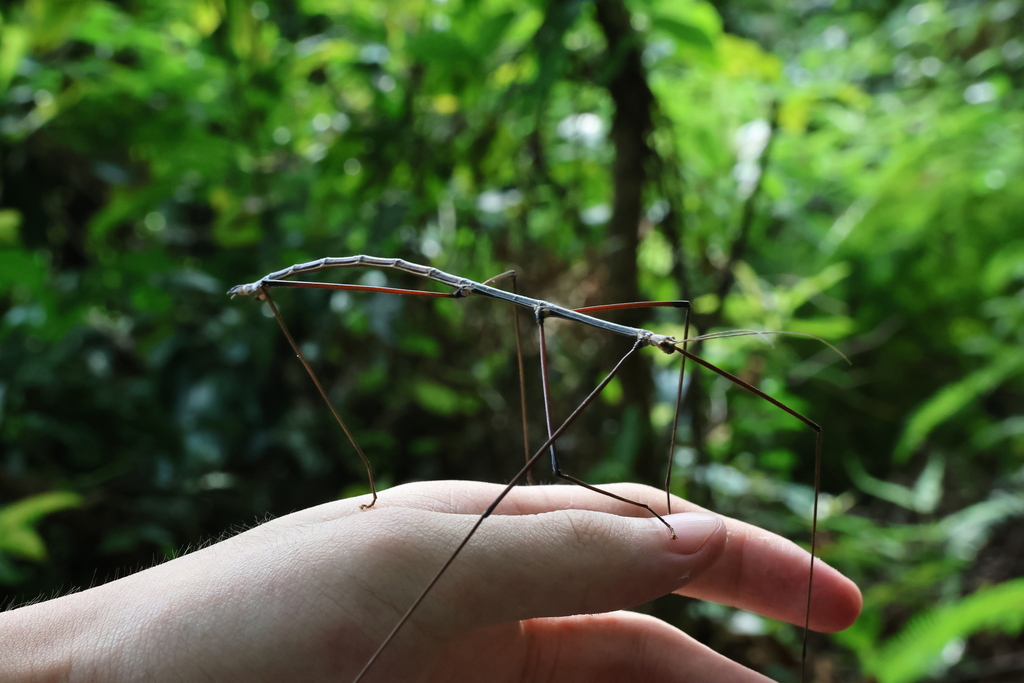 Ramulus caii from 中国广东省深圳市龙华区 on July 23, 2023 at 04:45 PM by Luxirty ...