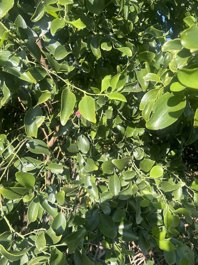 Broad Leaved Native Cherry from Alexandra Pde, Maroochydore, QLD, AU on ...