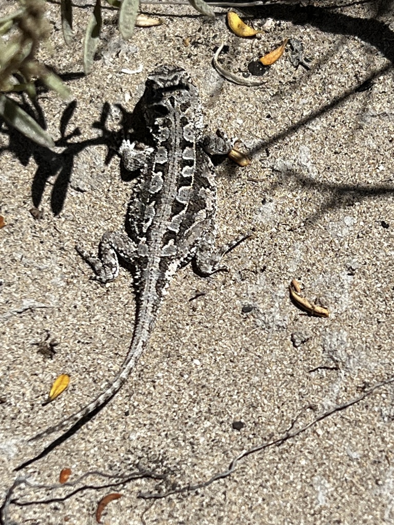 Southern Heath Dragon from Dhilba Guuranda - Innes National Park ...