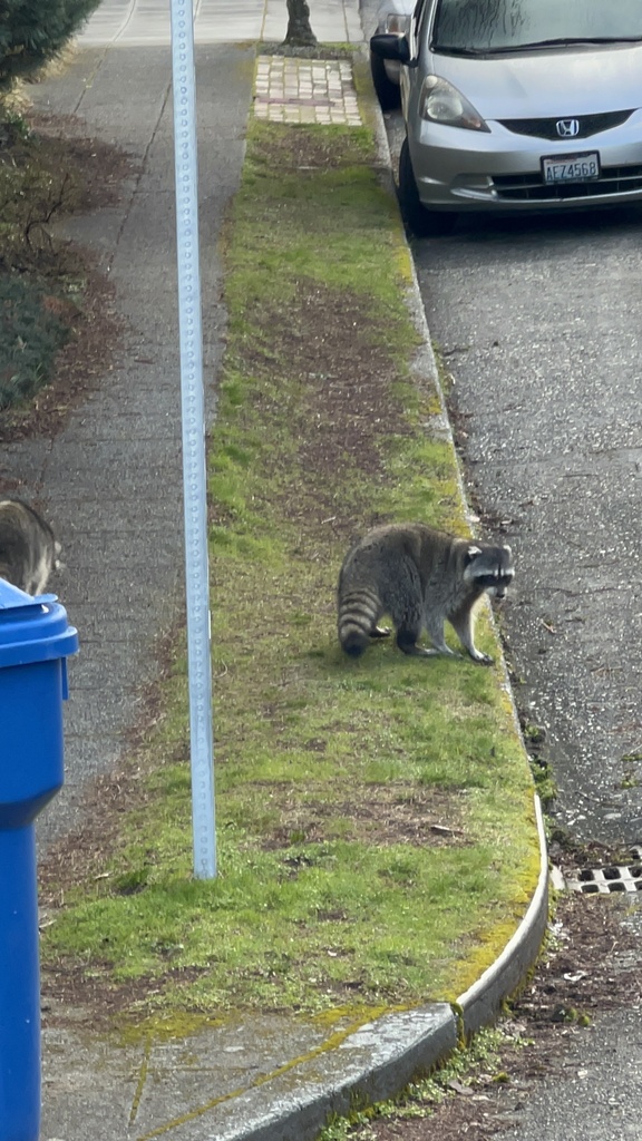 Common Raccoon from N 51st St, Seattle, WA, US on March 7, 2023 at 08: ...