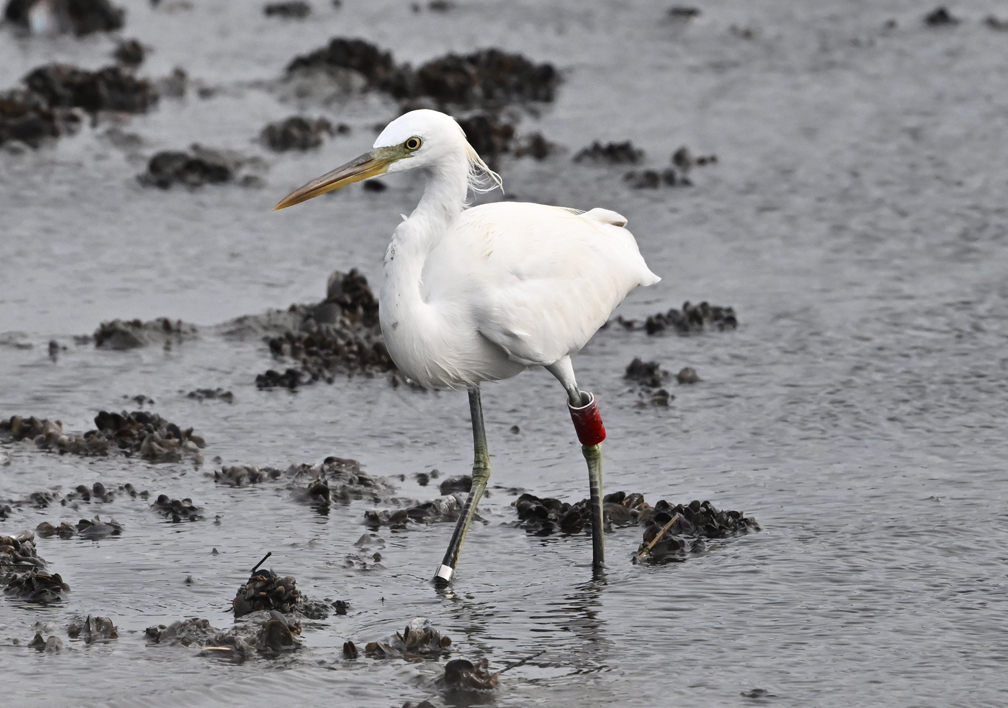 Chinese Egret in October 2023 by Pat Farris. Red band reads "K093 ...
