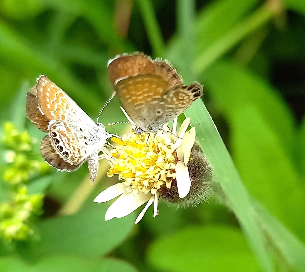 Common Western Pygmy Blue from PH9W+V5, 91476 Laguna Verde, Ver ...