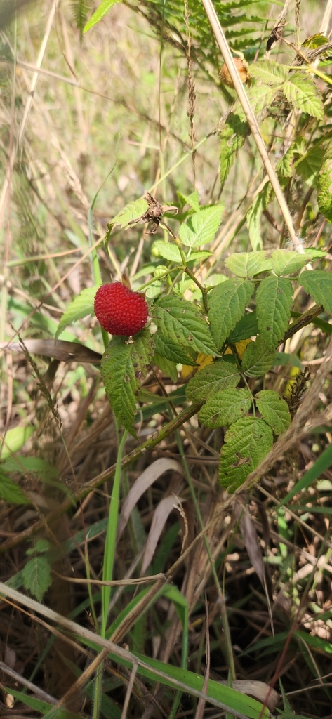 Atherton Raspberry from Obi Obi QLD 4574, Australia on October 16, 2023 ...