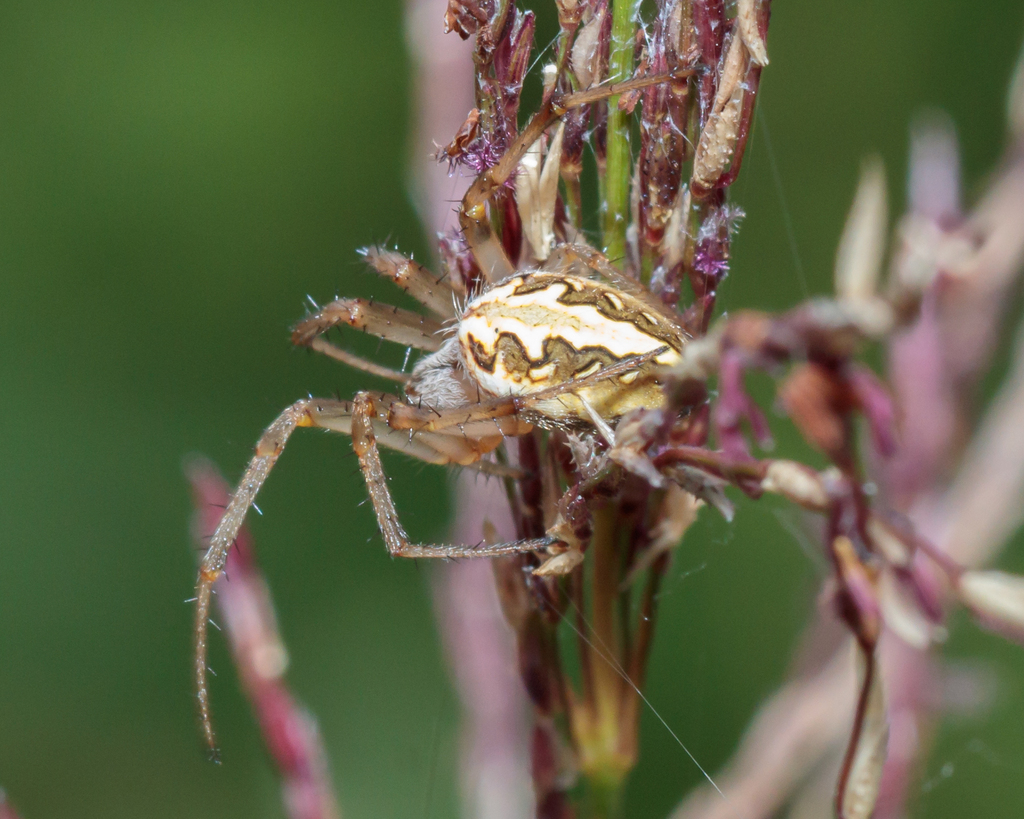 Common Web-spider from Nong Kaeo, Prachantakham District, Prachin Buri ...