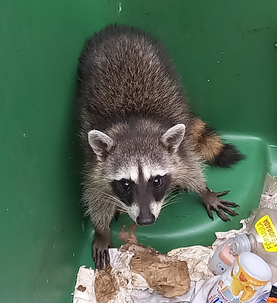 Common Raccoon from 91476 Ver., México on August 10, 2023 at 03:25 PM ...