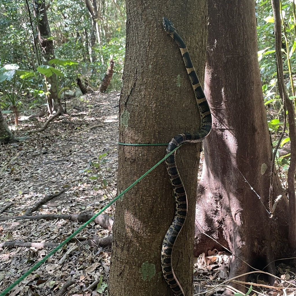Loo-Choo Big-tooth Snake from やんばる国立公園, 国頭郡国頭村, 沖縄県, JP on October 22 ...
