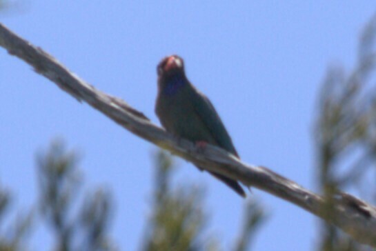 Dollarbird from Yerra QLD 4650, Australia on October 22, 2023 at 11:34 ...