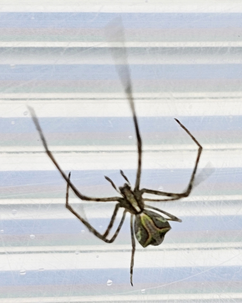 Hump-back Spiders from Belgrave VIC 3160, Australia on October 22, 2023 ...