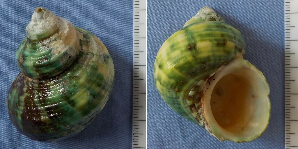 Turbo stenogyrus in September 2017 by vrebizant · iNaturalist