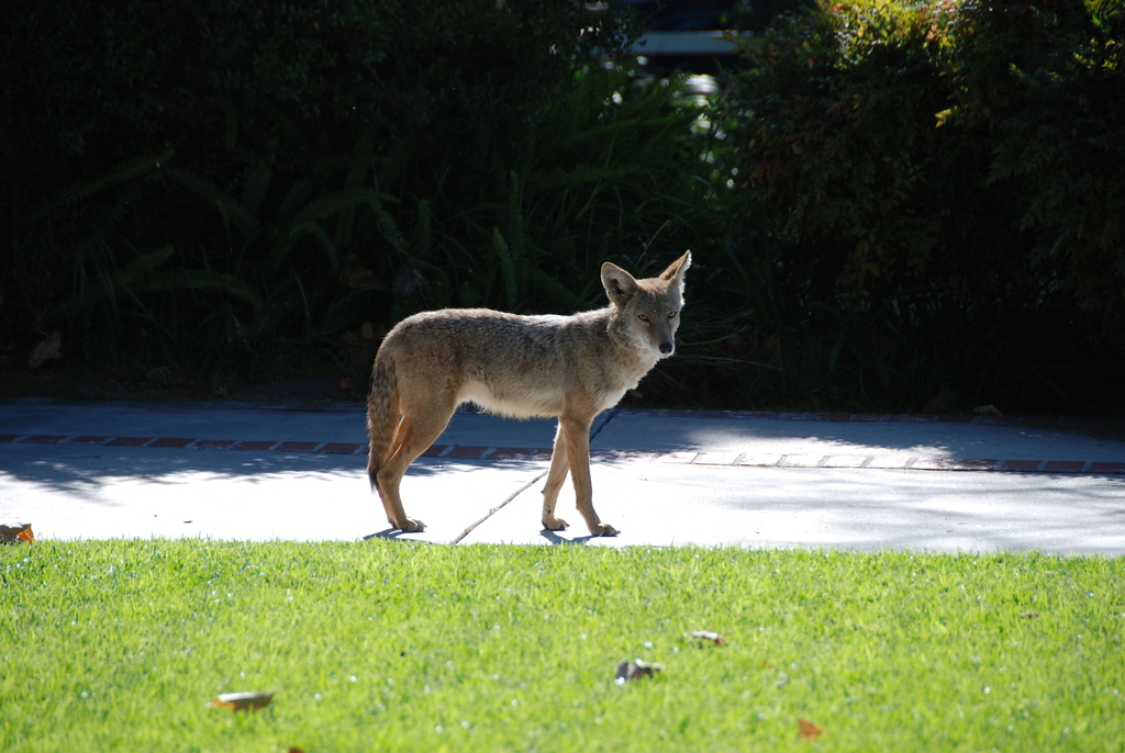Coyote from Burbank, CA, USA on October 21, 2023 at 02:36 PM by Shawnda ...