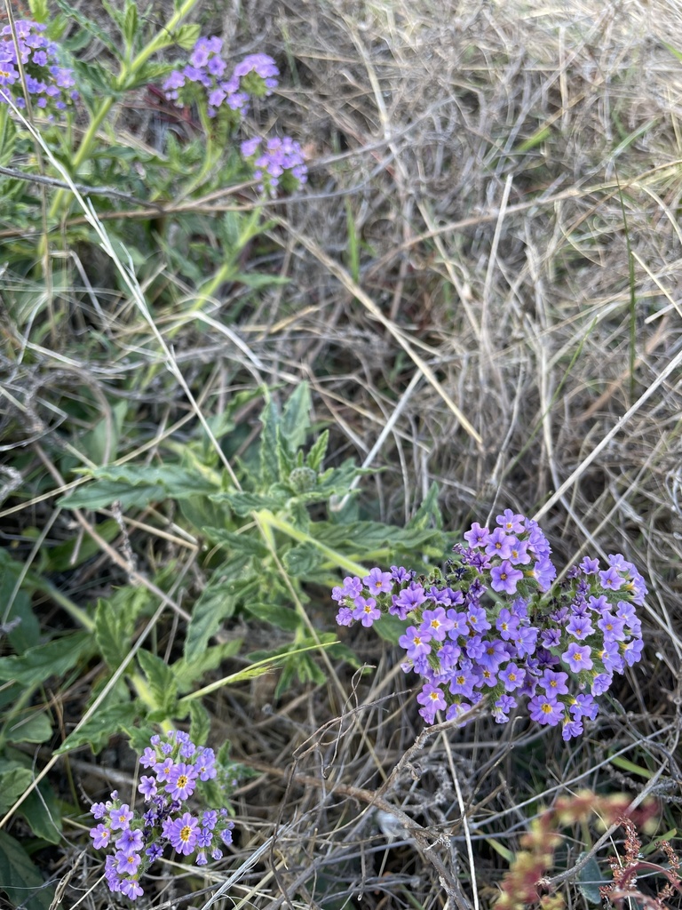 fragrant heliotrope from Mount Taylor Nature Reserve, Tuggeranong, ACT ...