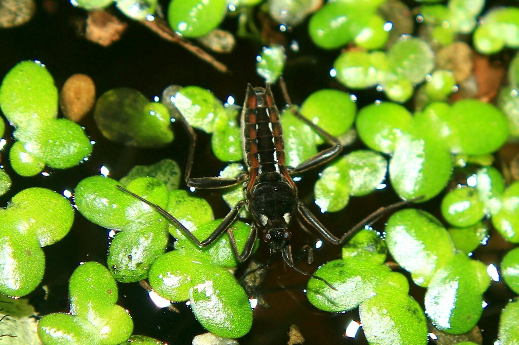 Water Crickets from 33380 Mios, France on October 21, 2023 at 10:15 PM ...