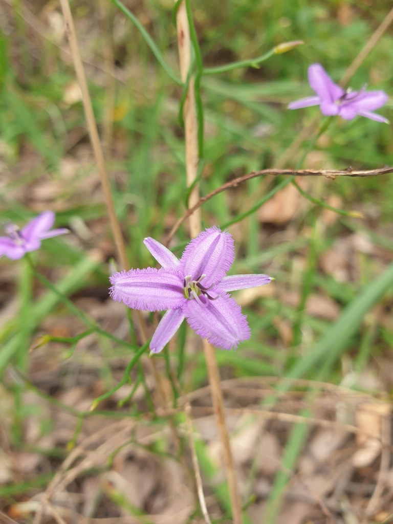 Fringed Lily from Jarrahdale WA 6124, Australia on October 22, 2023 at ...