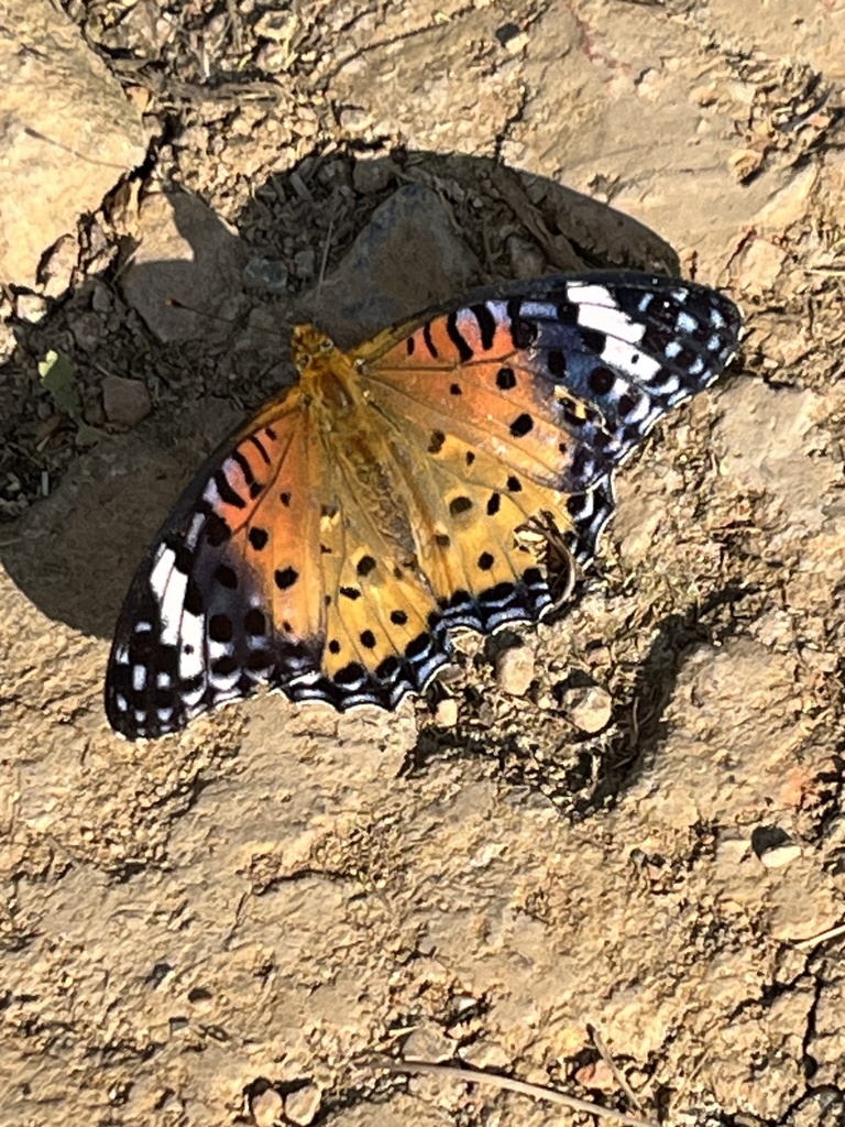 Tropical Fritillary from 武汉东湖新技术开发区, 武汉市, 湖北省, CN on October 22, 2023 at 02:51 PM by fredwuh ...