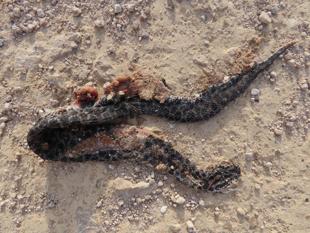 Dusky Pygmy Rattlesnake from Liberty County, FL, USA on October 21 ...