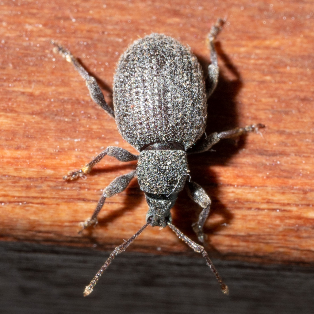 Rough strawberry root weevil from Morris Twp, NJ, USA on October 22 ...