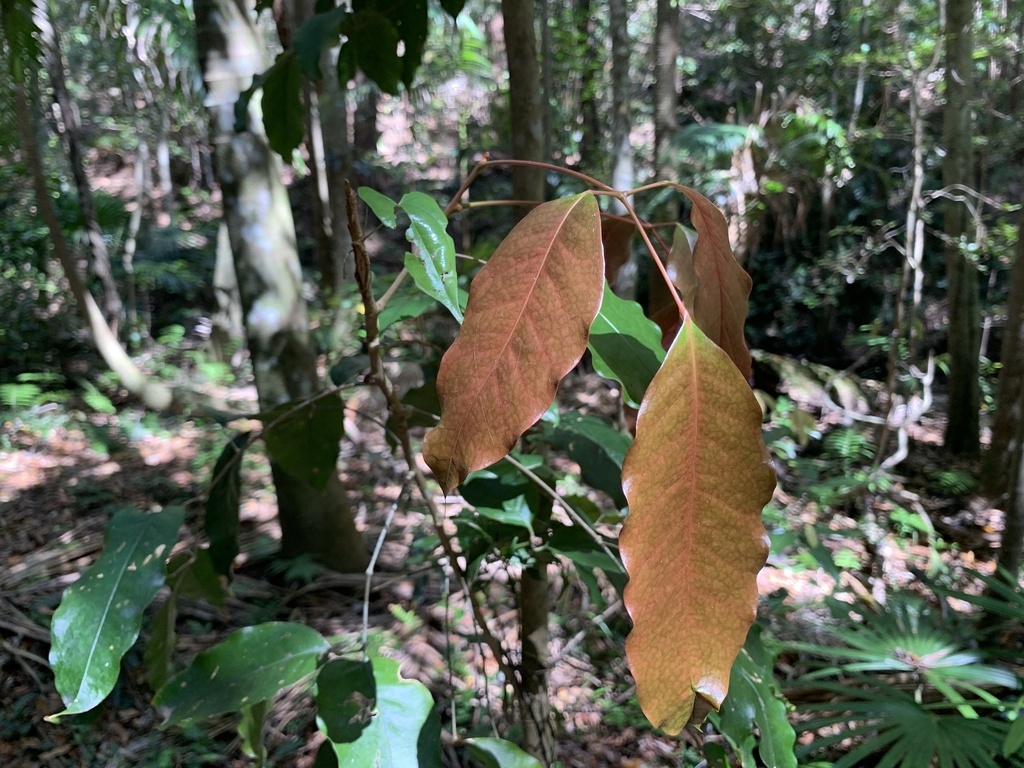 flowering plants from Tanawha, QLD, AU on October 22, 2023 at 09:18 AM ...