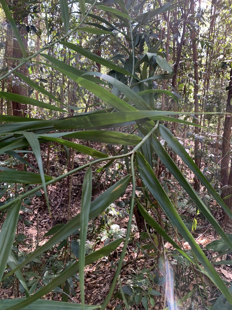 Indian Bushcane from Tanawha, QLD, AU on October 22, 2023 at 09:20 AM ...