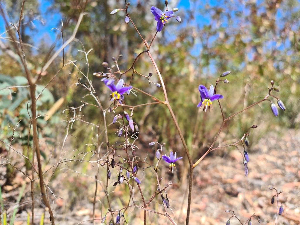 Blueberry Lily in October 2023 by meeky26 · iNaturalist