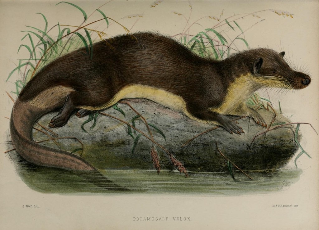 Ottershrews (Potamogalidae) - Know Your Mammals