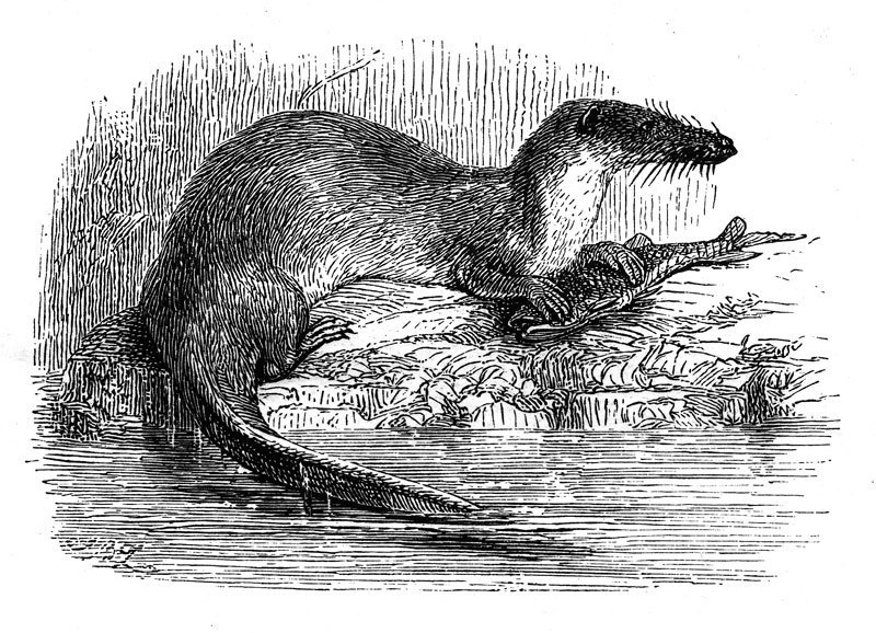 Ottershrews (Potamogalidae) - Know Your Mammals