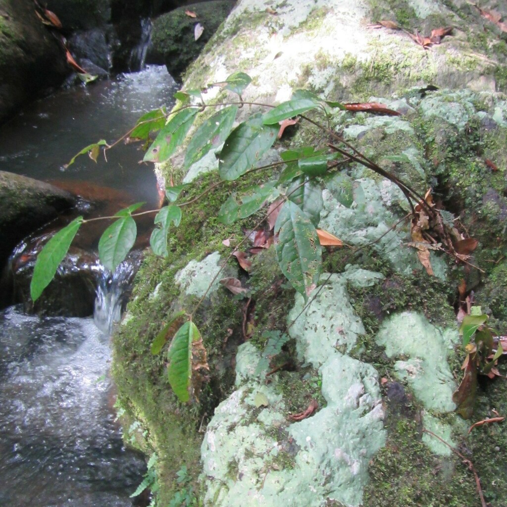 myrtle family from Upper Barron QLD 4883, Australia on August 5, 2018 ...