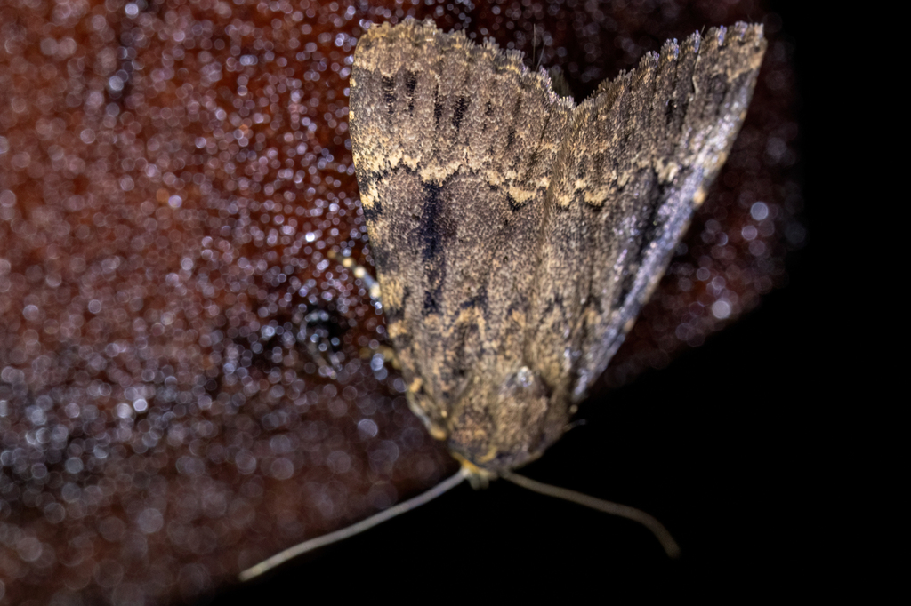 Eurasian Copper Underwing from Sastamala, Tyrväänkylä, Suomi on August ...