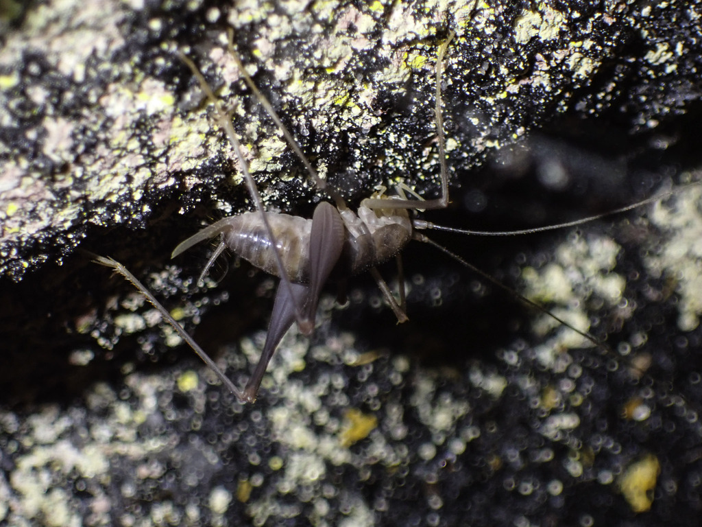 Table Mountain Cave Cricket in October 2023 by Peter Swart. Small (8mm ...