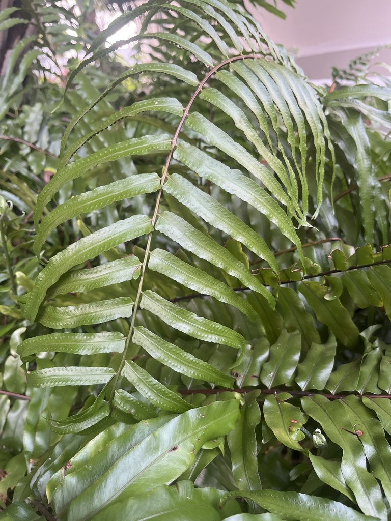 Broad Sword Fern in October 2023 by danielmon · iNaturalist