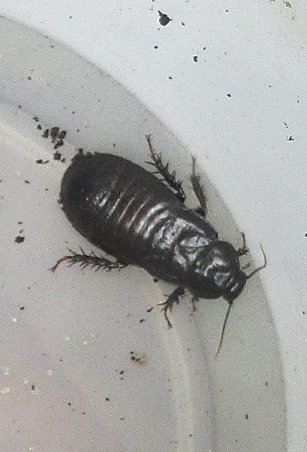 Australian wood cockroach from Smiths Lake NSW 2428, Australia on ...