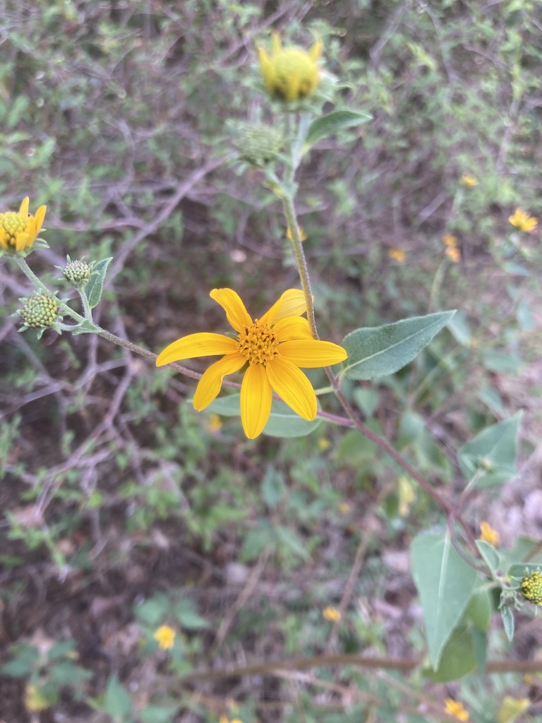 Toothleaf Goldeneye from Lake Shore Dr, Waco, TX, US on October 21 ...