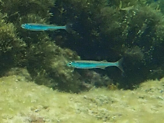 Blue Sprat from Little Salmon Bay, Rottnest Island, WA, Australia on ...